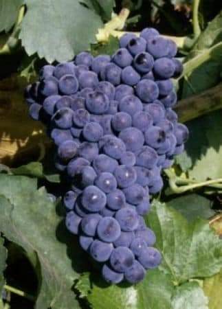 Garnacha, una variedad increíble – Sobrelias